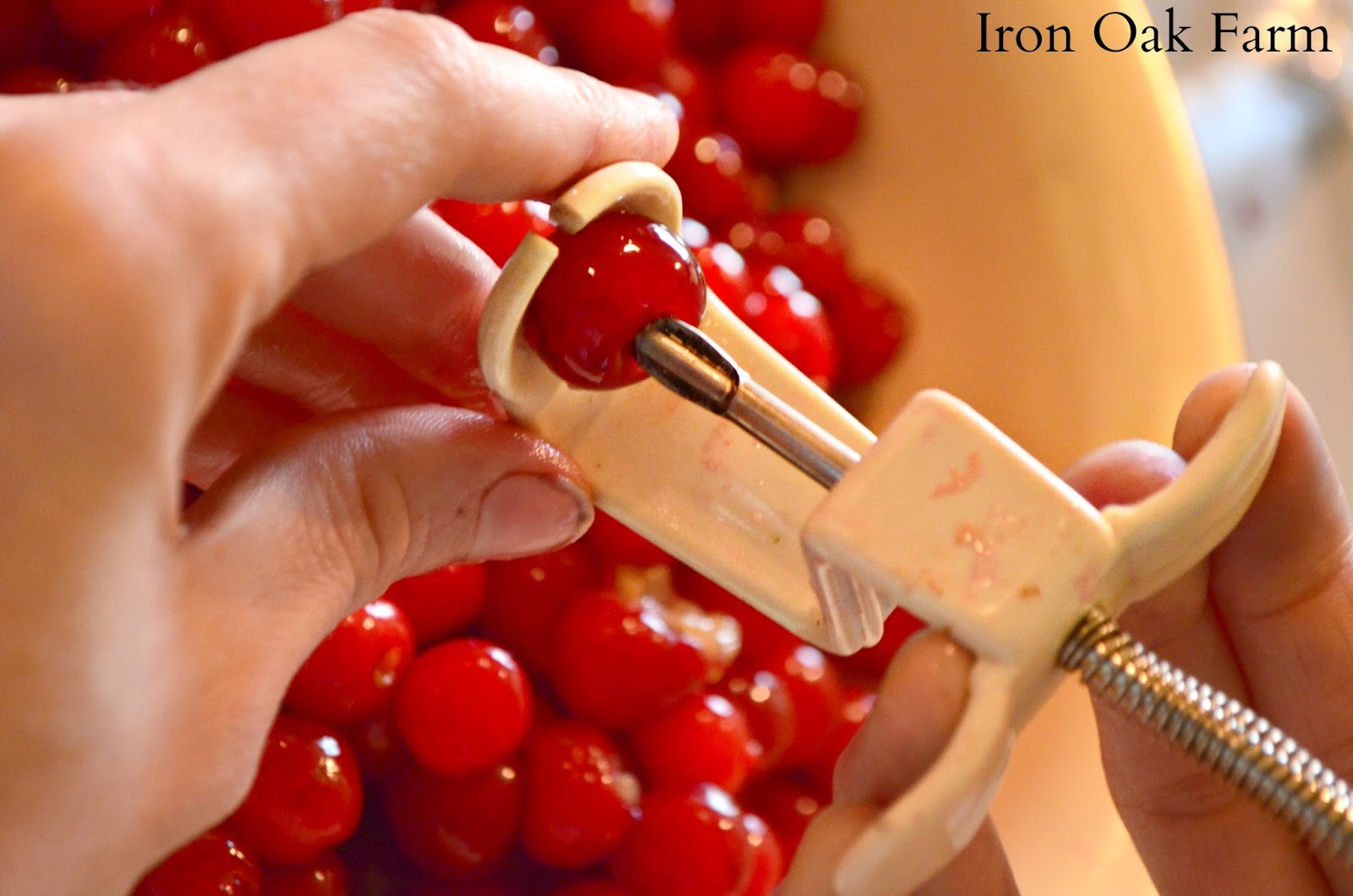 Iron Oak Farm: Cherry Picking