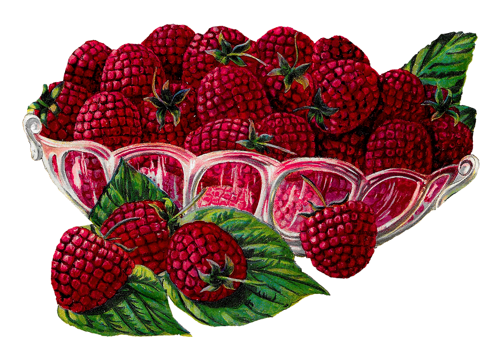 Raspberry Illustration Vintage
