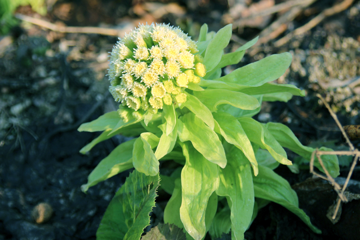 春一番の山菜、12枚のフキノトウの写真 - 雑談散歩