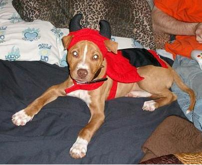 Life's the Pits... Bulls that is: Halloween Costumes for Pit Bulls