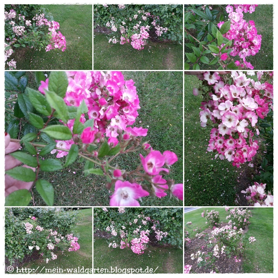 © Mein Waldgarten: Die Mozartrose