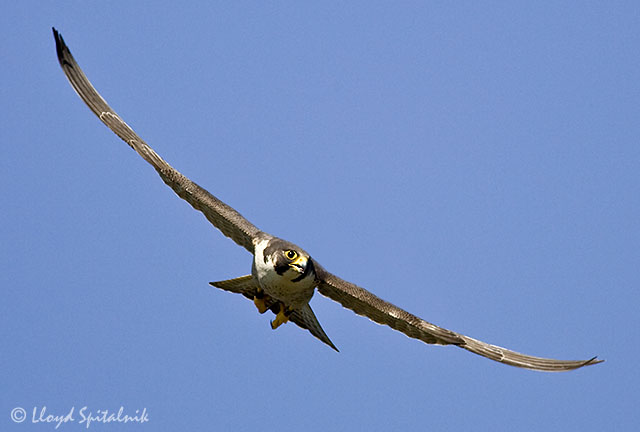 Fascinating Facts: Fastest Birds