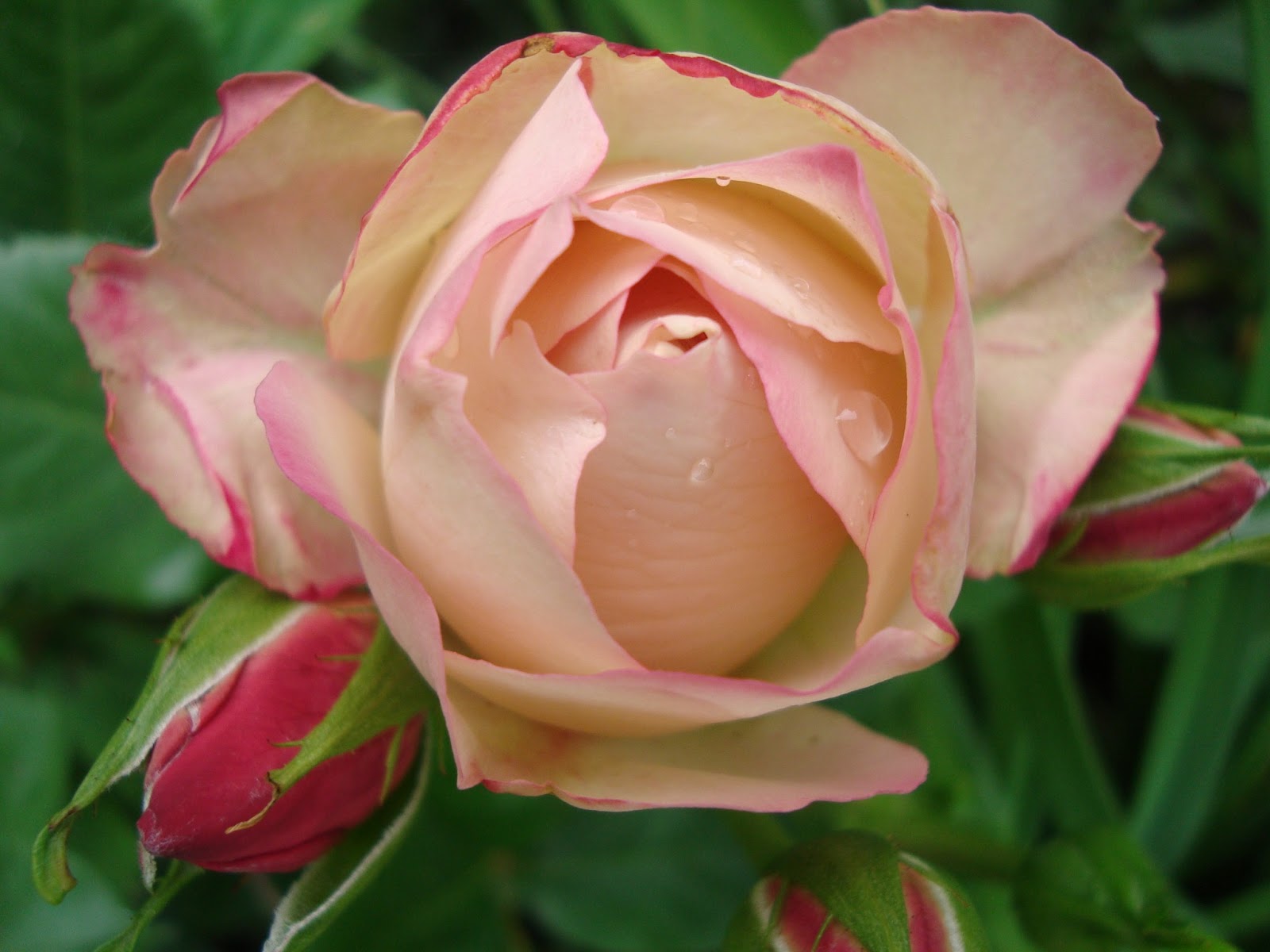 Passionnément jardin: Une rose, un rosier...Acropolis