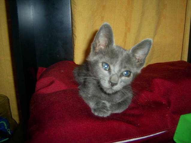 Adoptándonos: Precioso gatito bebé color gris plomo en adopción