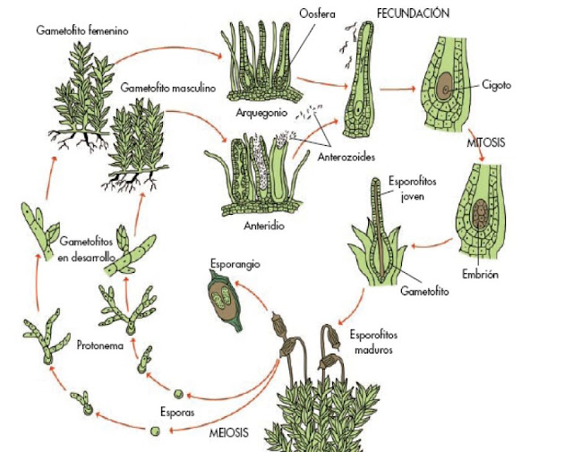 Estudios y trabajos de 801: TALLER DE REPRODUCCIÓN DE MUSGOS Y HELECHOS ...