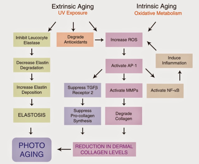 Claro Supply: DERMATOLOGIC THERAPY - Endogenous growth factors as ...