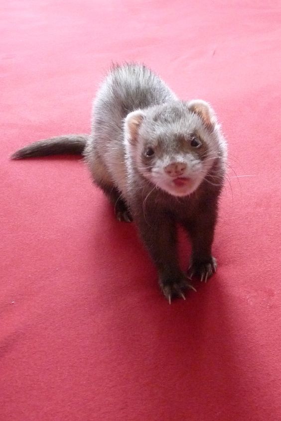 Ferret as a pet.: Afrički tvor-feretka-Svu vašu pažnju vratiti će vam i ...
