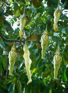 BHANU PANDEY: NARI LATHA a Tree With God Gifted nature.