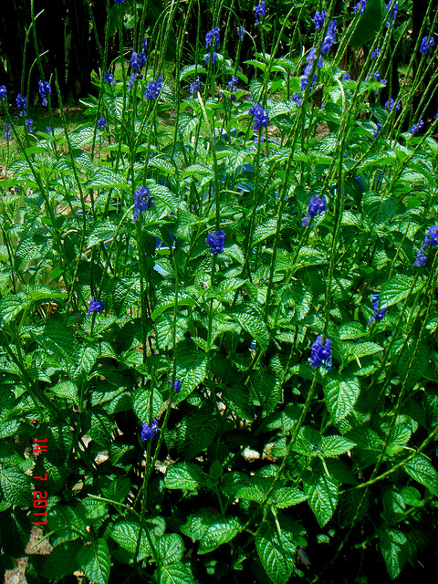 Hanya Kau Yang Satu......: Petua Kalau Anak Cacing.....