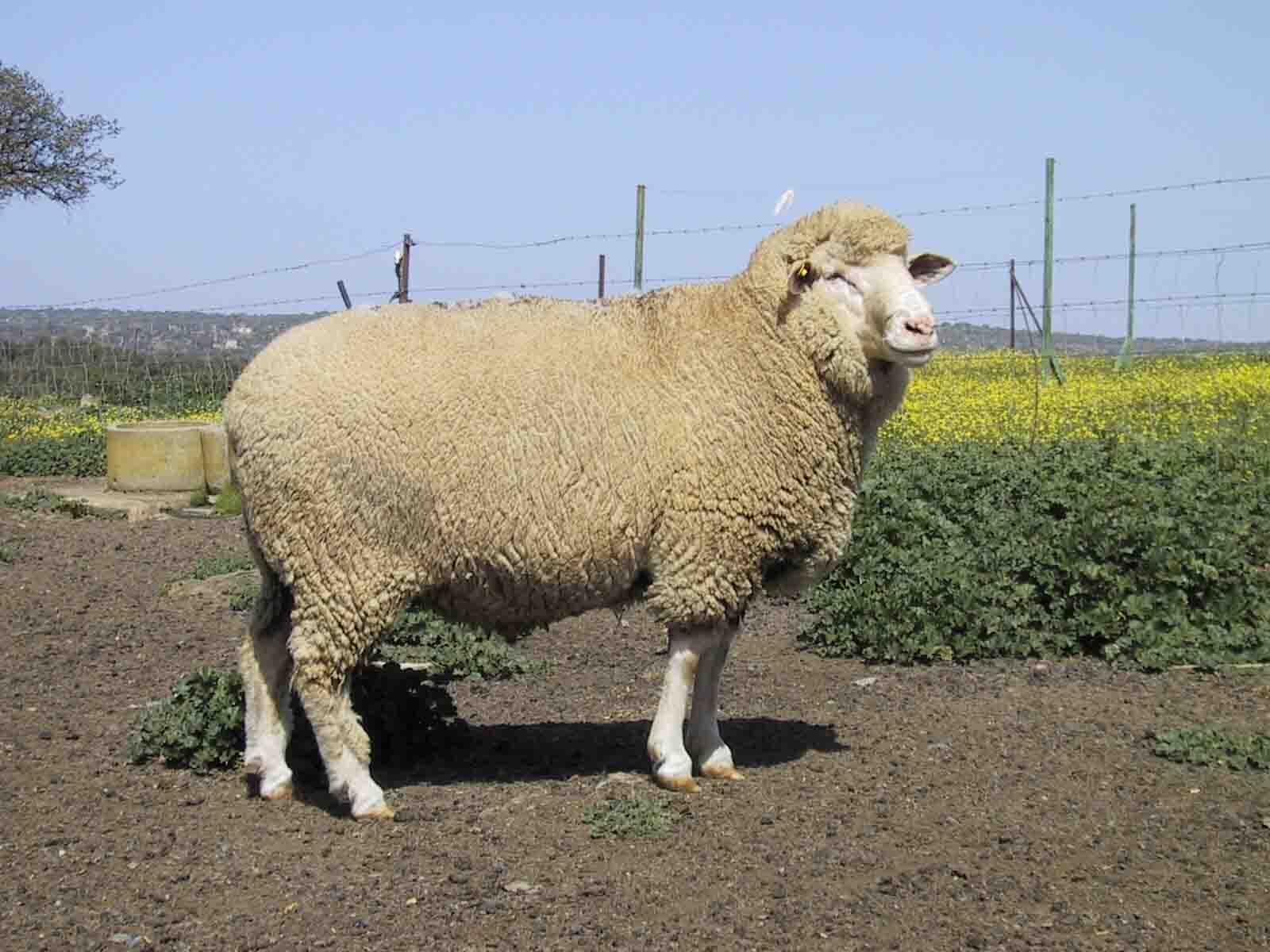 El ojo del buitre: Carnero (Ovis ovis)