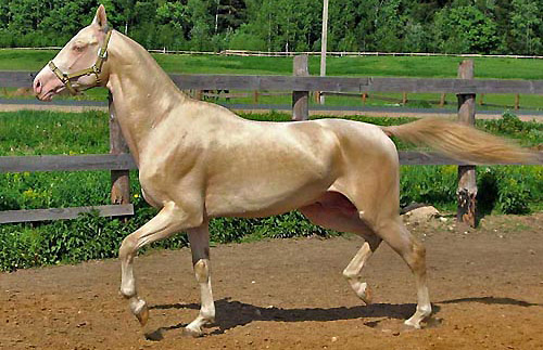 Operadaki Lamba Cini: Akhal Teke
