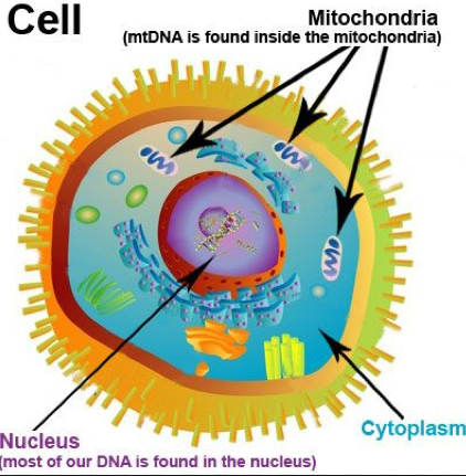 NephiCode: Comments from our DNA Series – Part II