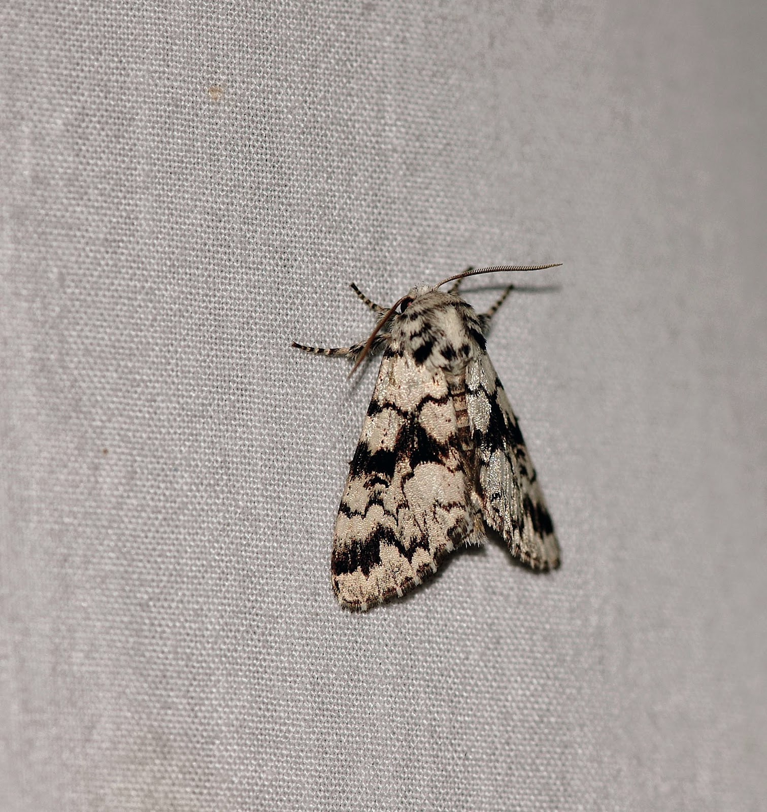 Field Biology in Southeastern Ohio: More Moths