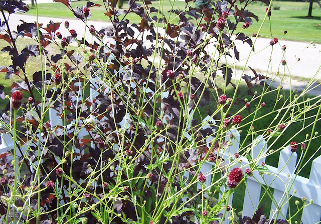 Perennial Passion: Japanese Bottlebrush Finally Blooms!