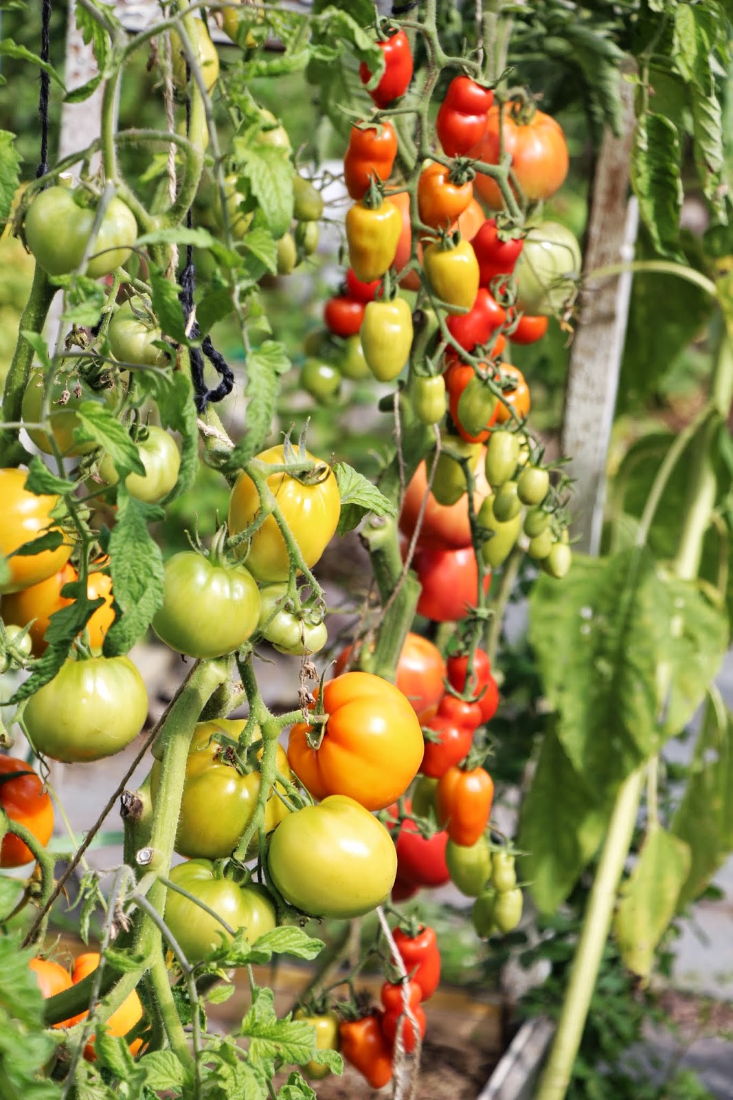 Gelas hem och tradgard: Tomater, tomater tomater