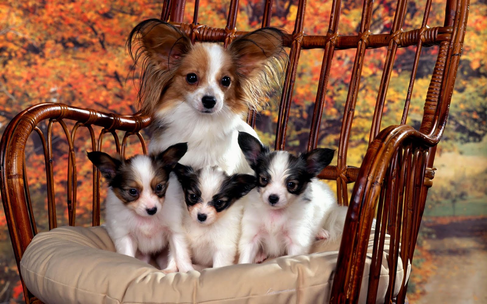 Banco de Imágenes Gratis: Imágenes de perros, cachorros, dogs y caninos