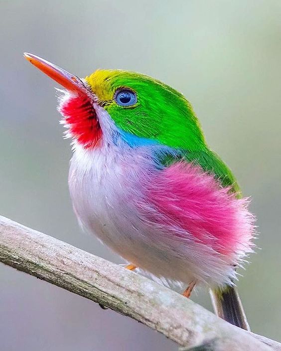Beauty of Nature : Todus Multicolor (Cuban Tody)