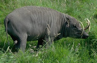 Babirusa