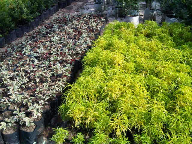 Jual Tanaman Brokoli Kuning ~ Arya Flower Landscape