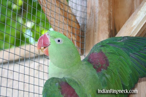 Indian Ringneck / Rose-Ringed Parakeet