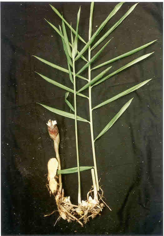 Khasiat Tanaman Herbal Indonesia : Part II (Temu putih, bawang merah ...