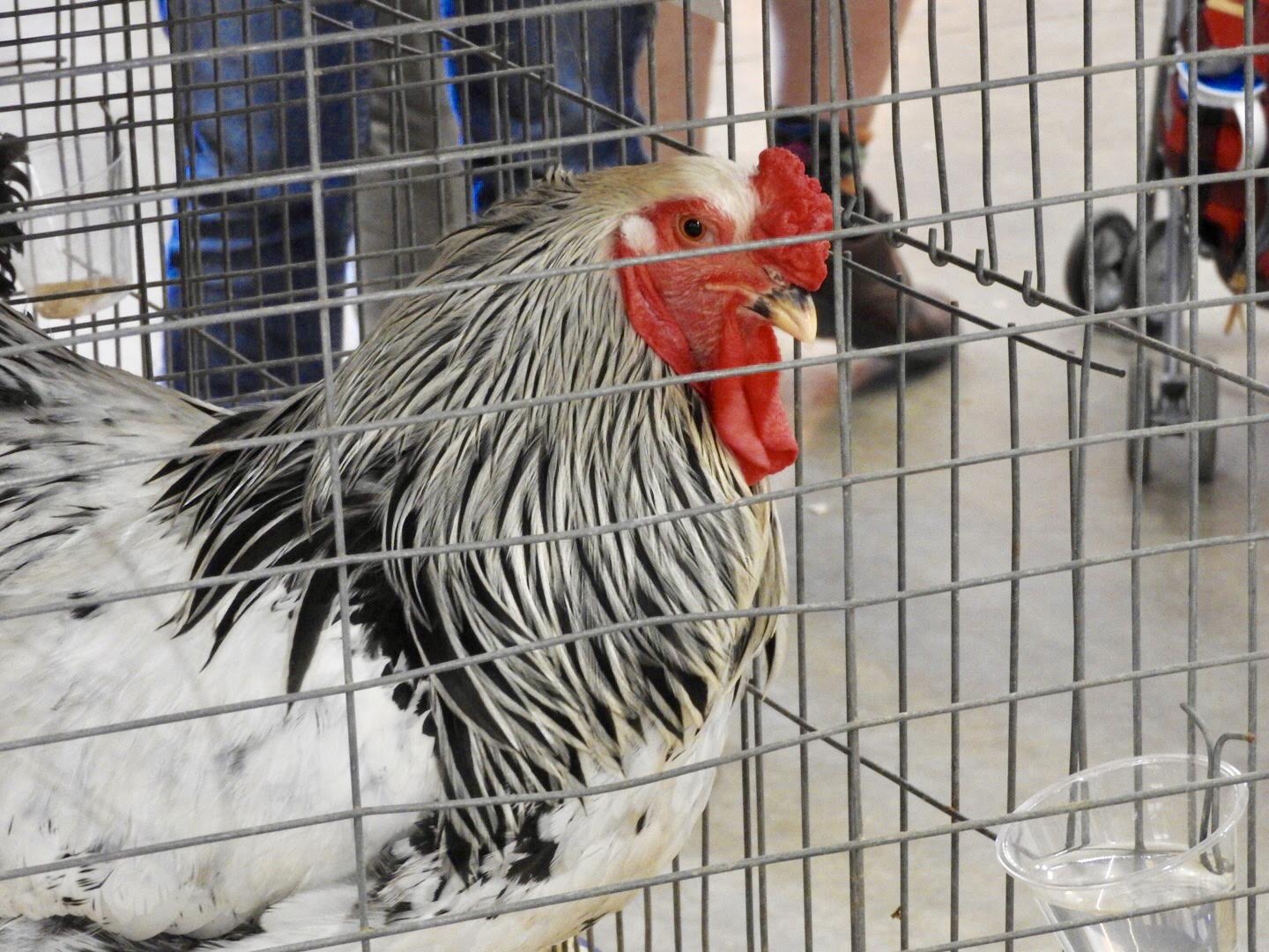 Terrierman's Daily Dose: Chickens at the County Fair