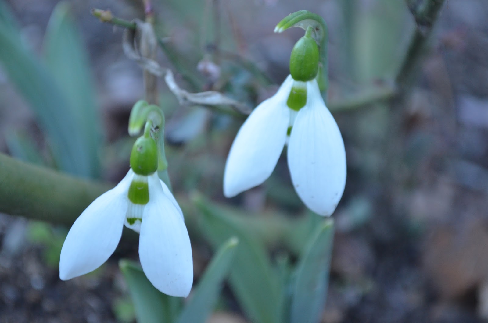 Jurnal de gradina: Flori albe