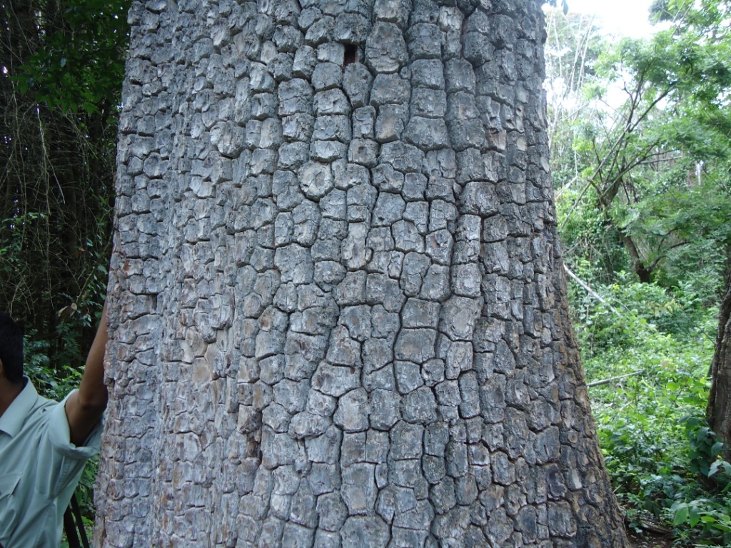 Spice of Life!: Bark of the matter