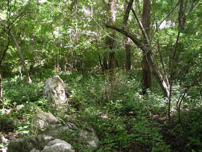 ECOSISTEMAS DE COSTA RICA: BOSQUES DECIDUOS DE BAJURA