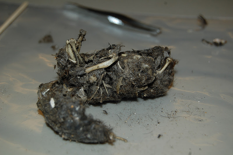 Our Creative Day: Owl Pellet Dissection
