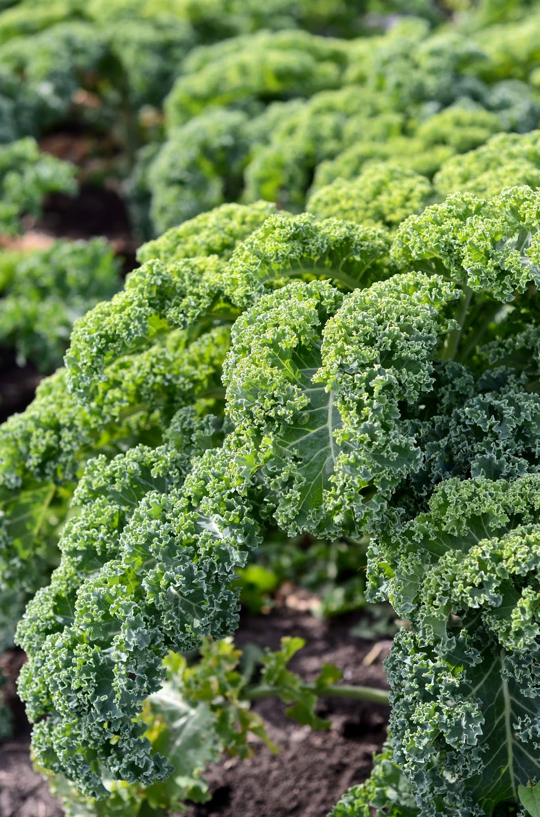 Journée Nationale du Kale - National Kale Day + recette Sauté de Kale ...