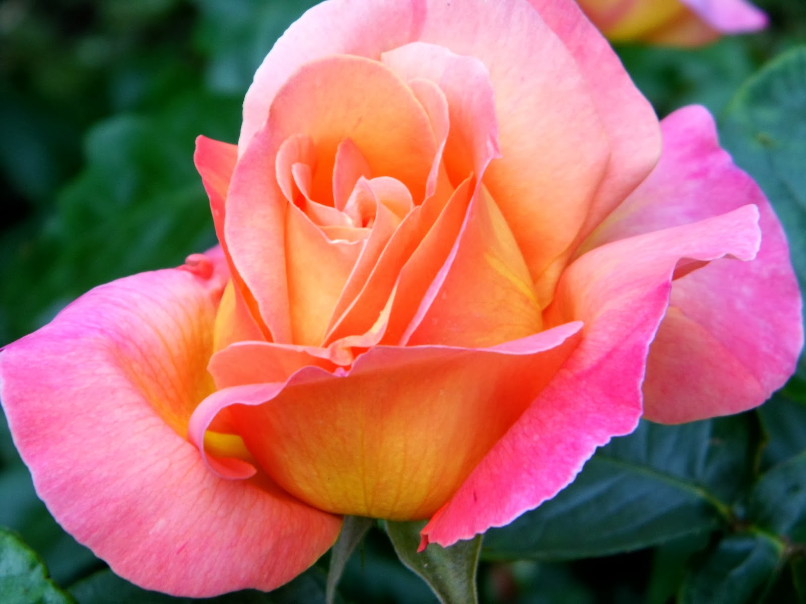 One Mother Hen: First roses of spring