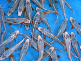 PETS AND ANIMALS: ♥ What Makes Asagi Koi Unique?