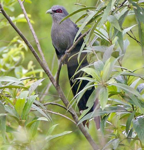 Green-billed malkoha images | Birds of India | Bird World