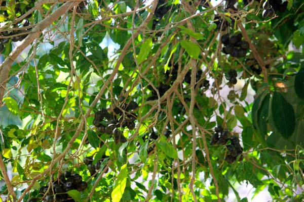 PANDUAN MENANAM TANAMAN JENGKOL | Tips Petani