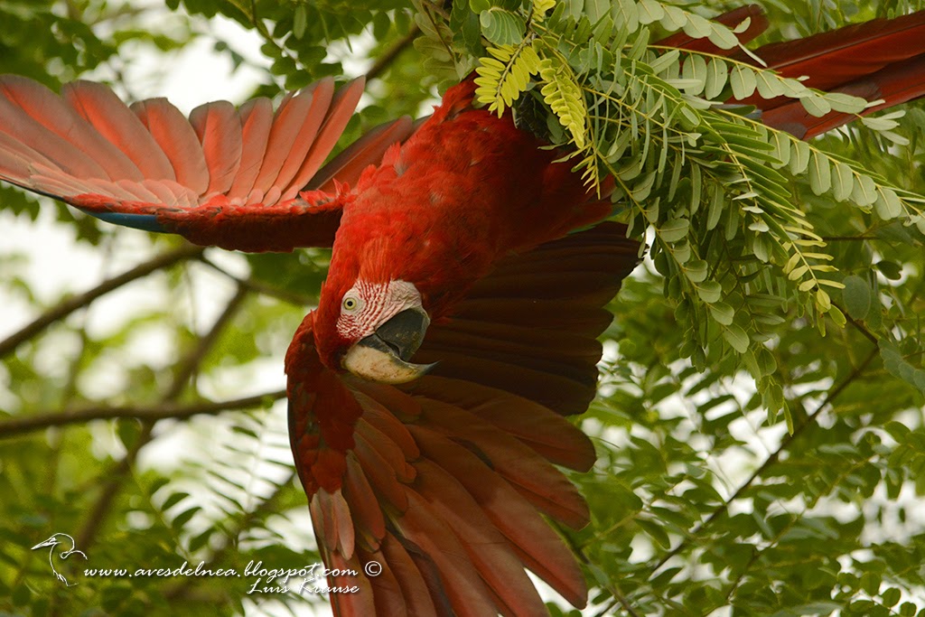 Guacamayo rojo (Green-winged Macaw) Ara chloropterus | Focusing on Wildlife