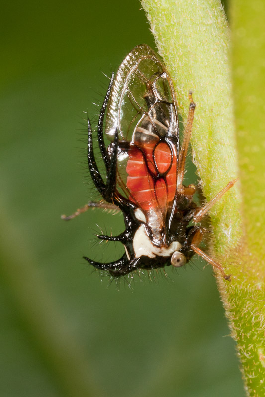 Real Monstrosities: Monsters in Miniature