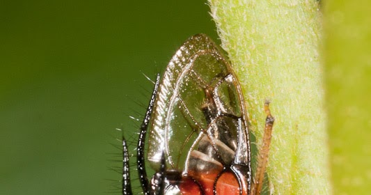 Real Monstrosities: Monsters in Miniature