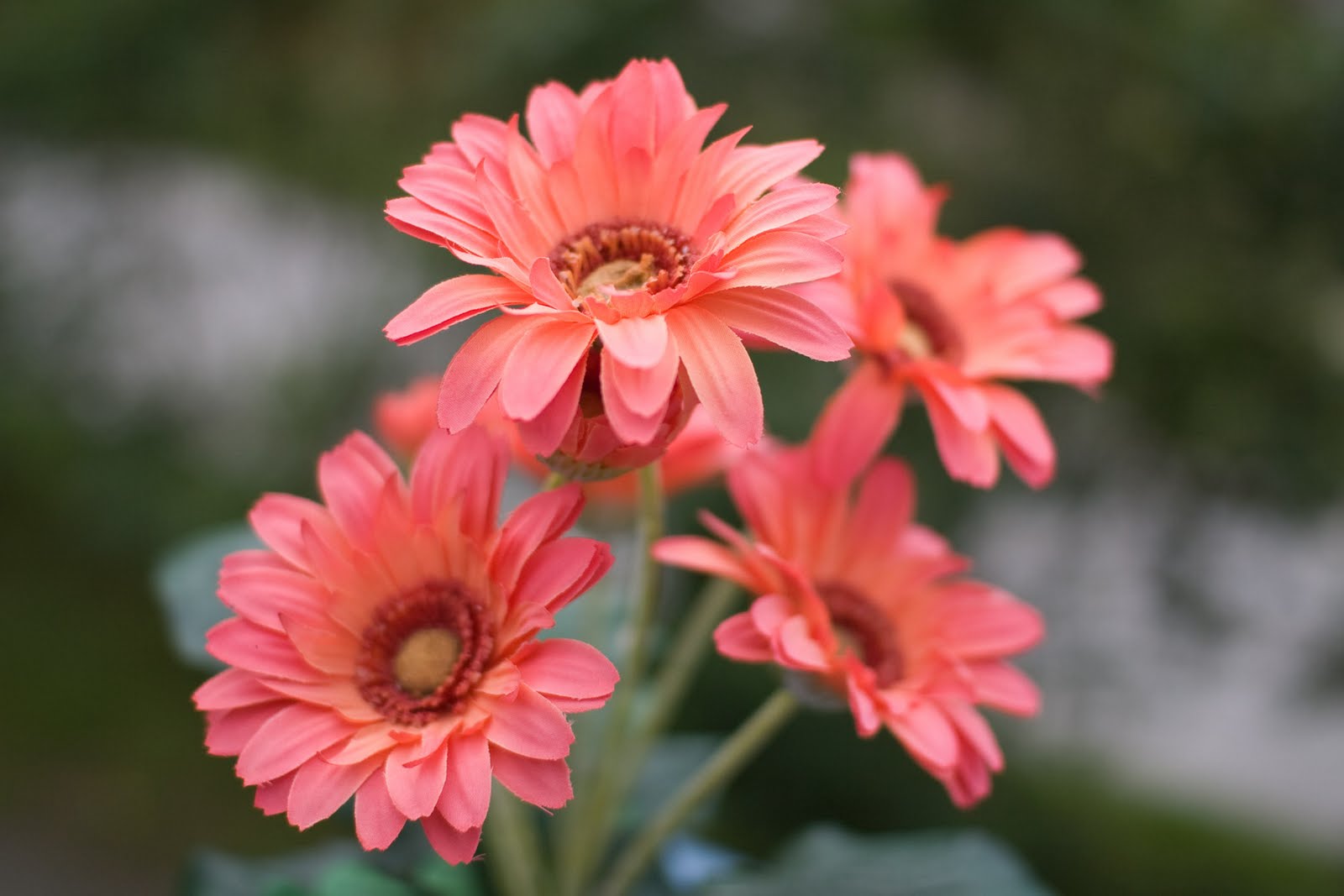 My Photography Work: Depth Of Field