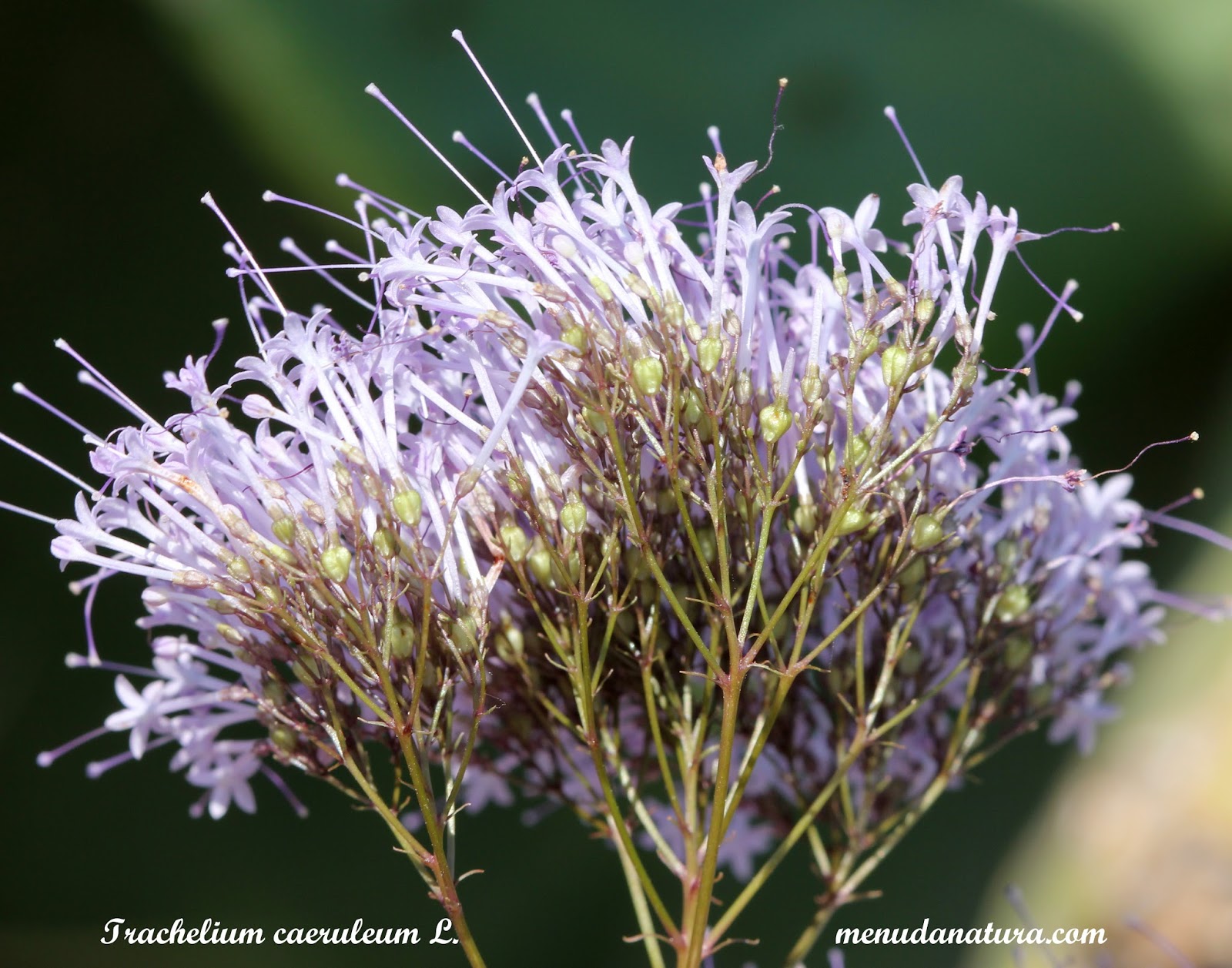 Menuda Natura: Trachelium caeruleum L.