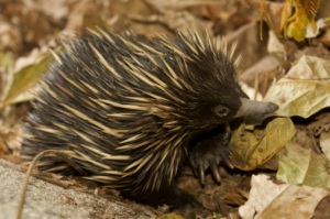 THE ANIMAL for JUST: Echidna