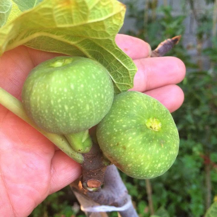 Figs Photo Collection Around the World: Yellow Egyptian fig