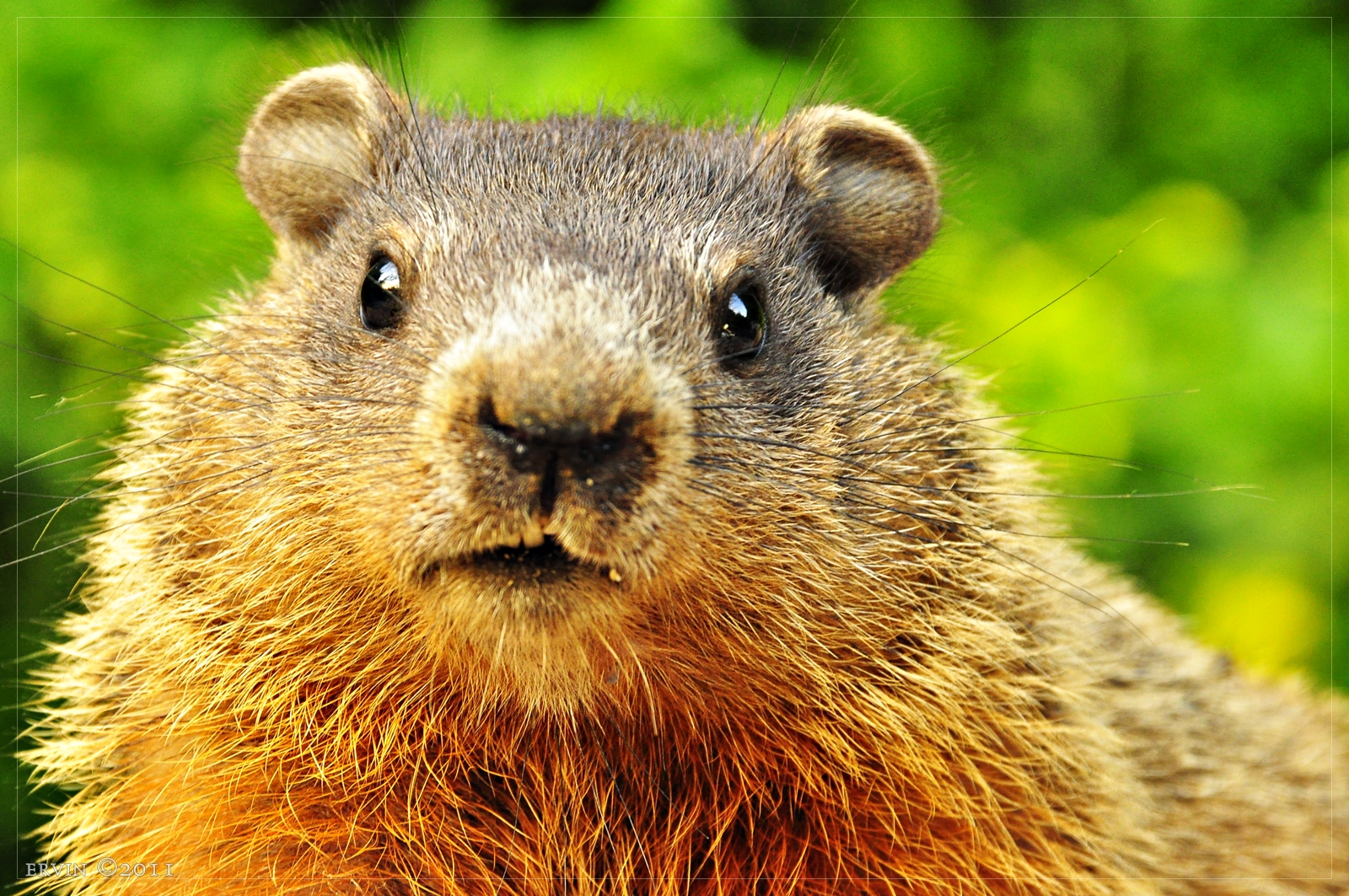 Amateur's Eye View: Groundhog (Marmota monax)