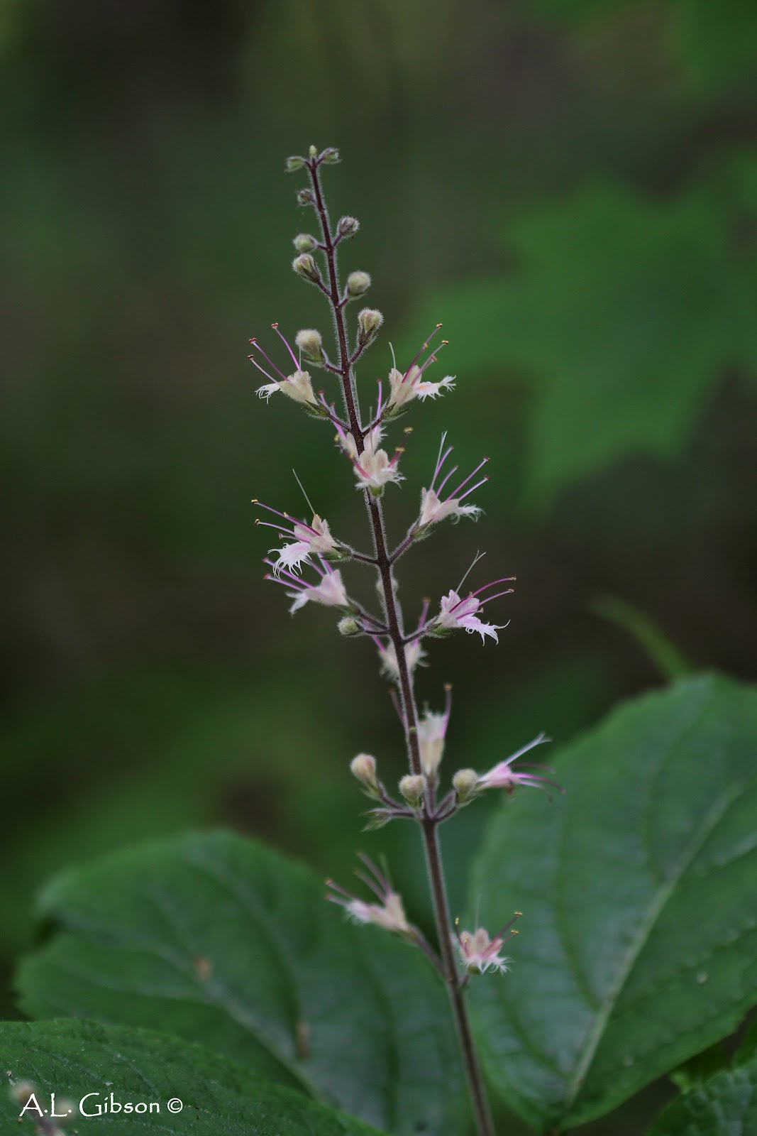 The Buckeye Botanist: Flora-Quest 2012: Part II