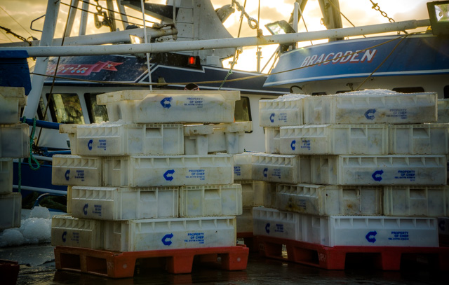 Through the Gaps! - Newlyn Fishing News: They come from far and wide ...