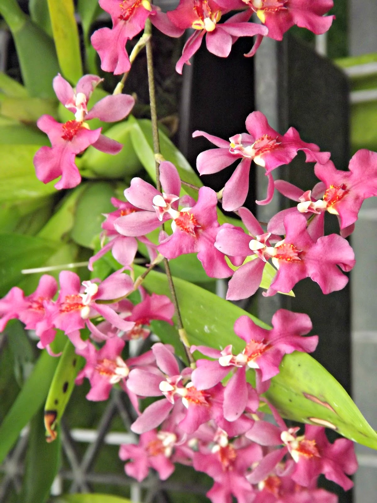My Orchids Journal: Orchids Oncidium Twinkle varieties - “CT Flamingo ...