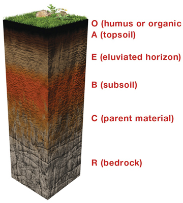 What are the Layers of Soil? - Cultivation Of Crops