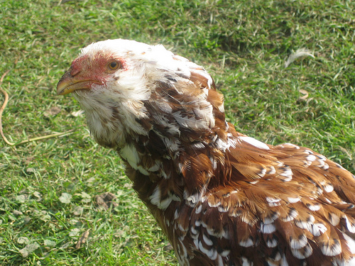 Breed Savers: Russian Orloffs