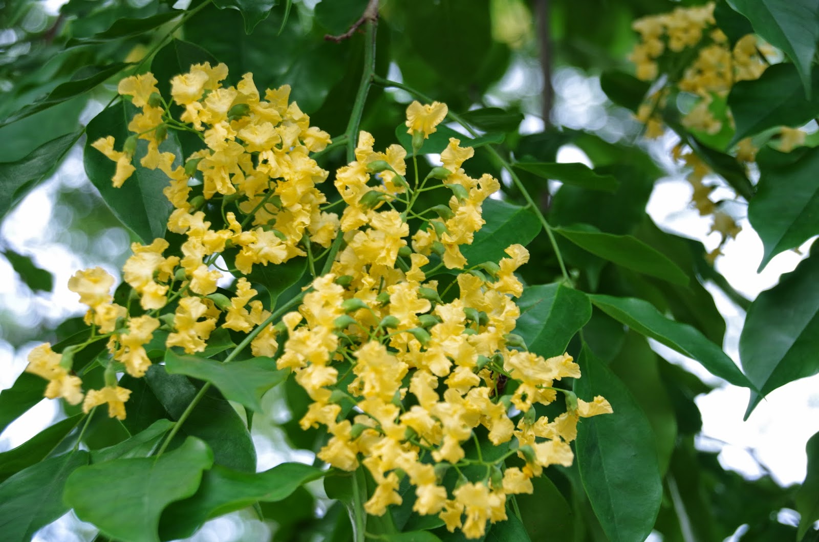 Trees and Plants: Angsana