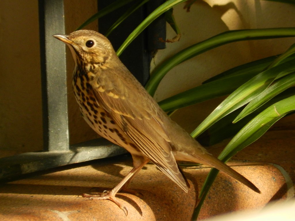 AVES DE ANDALUCÍA: Zorzal común